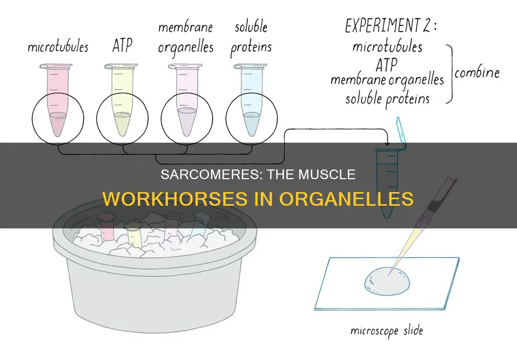 Sarcomeres: The Muscle Workhorses In Organelles | CyVigor