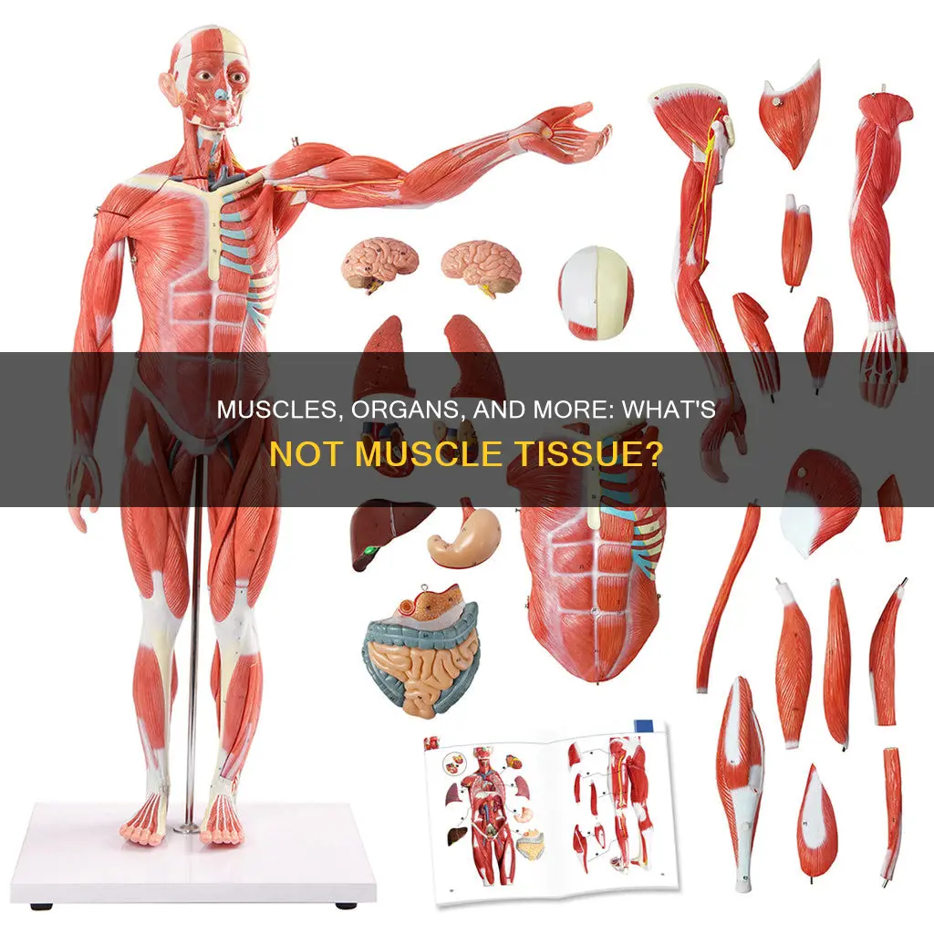 Muscles, Organs, And More: What's Not Muscle Tissue? | CyVigor