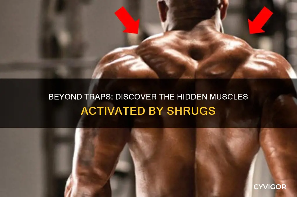 Beyond Traps: Discover The Hidden Muscles Activated By Shrugs | CyVigor