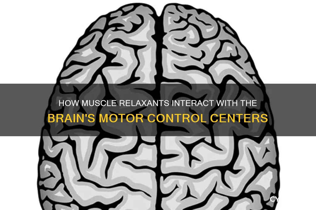 How Muscle Relaxants Interact With The Brain's Motor Control Centers ...