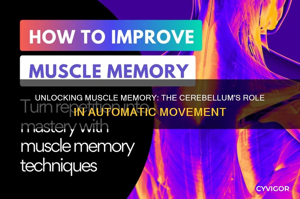 Unlocking Muscle Memory: The Cerebellum's Role In Automatic Movement ...