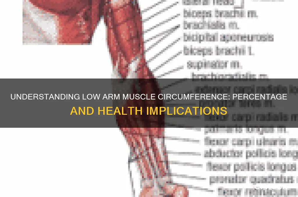 Understanding Low Arm Muscle Circumference: Percentage And Health ...