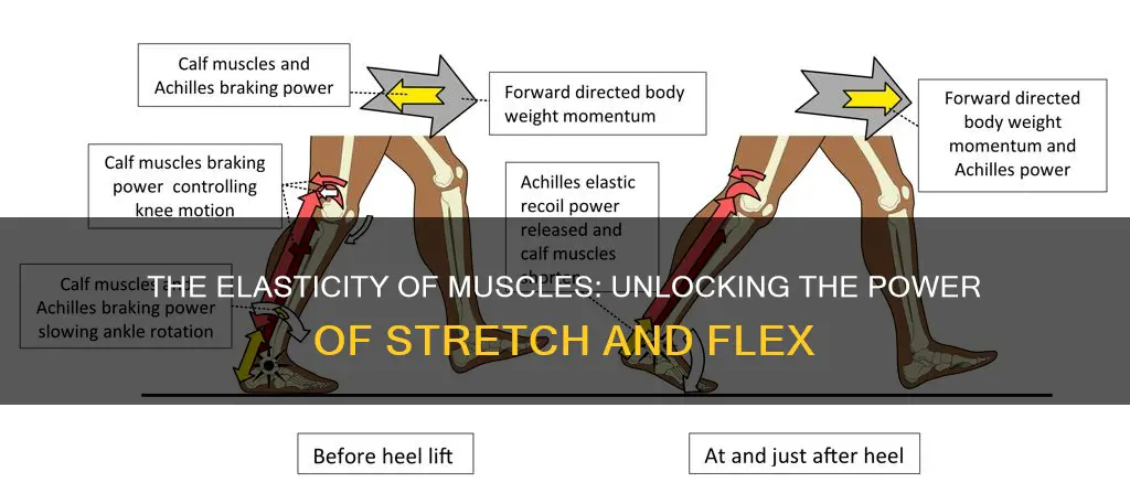 The Elasticity Of Muscles: Unlocking The Power Of Stretch And Flex ...