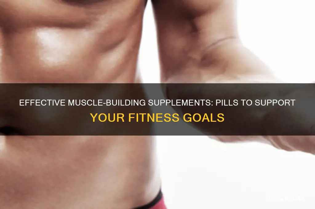 Effective Muscle-Building Supplements: Pills To Support Your Fitness ...