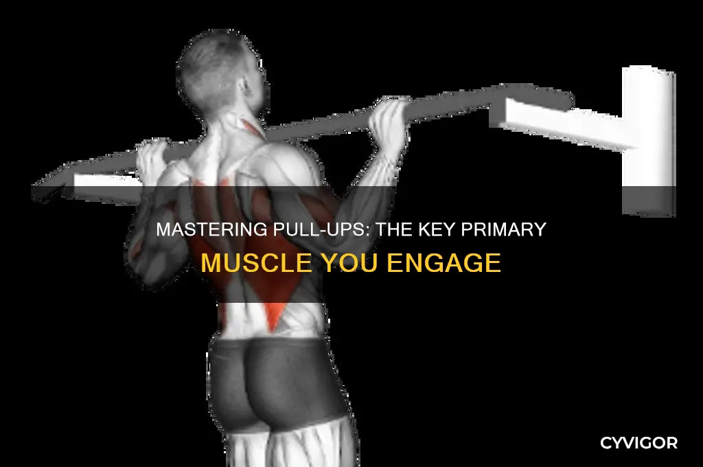 Mastering Pull-Ups: The Key Primary Muscle You Engage | CyVigor