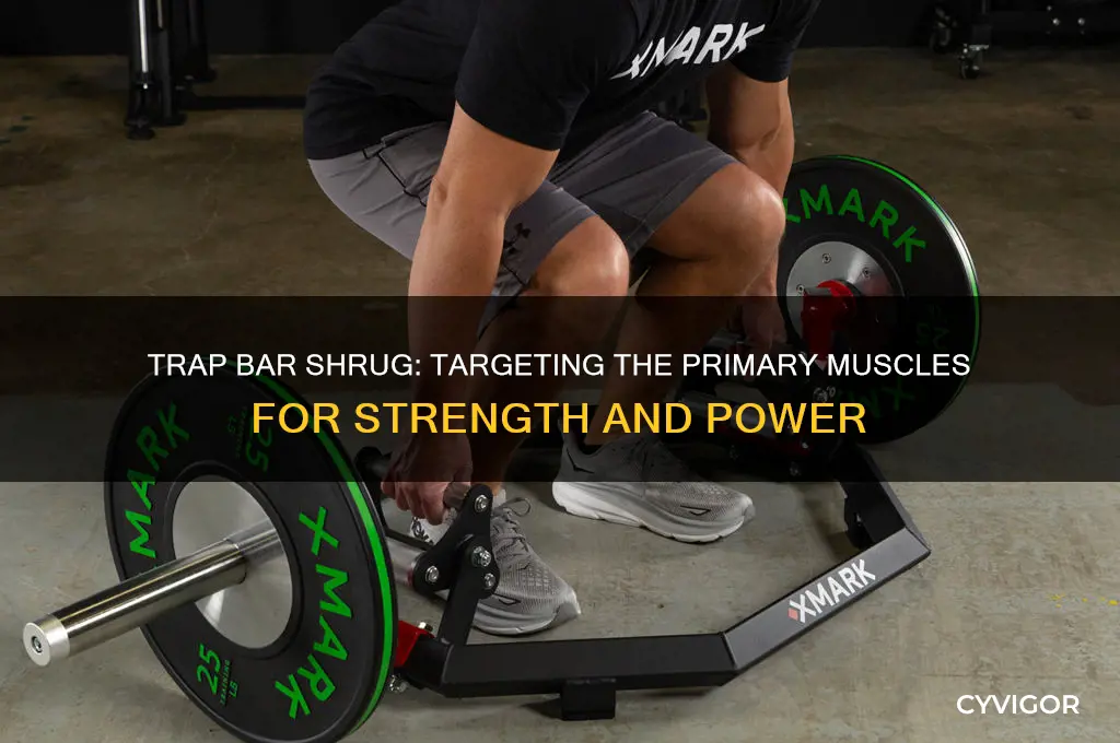 Trap Bar Shrug: Targeting The Primary Muscles For Strength And Power ...
