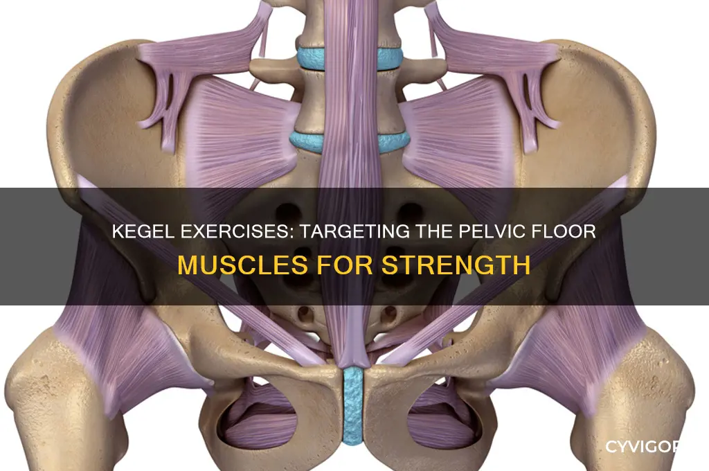 Kegel Exercises: Targeting The Pelvic Floor Muscles For Strength | CyVigor