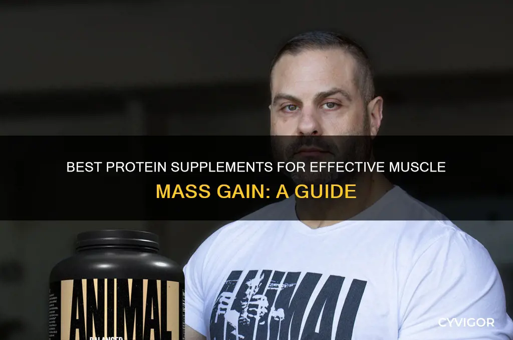 Best Protein Supplements For Effective Muscle Mass Gain: A Guide | CyVigor