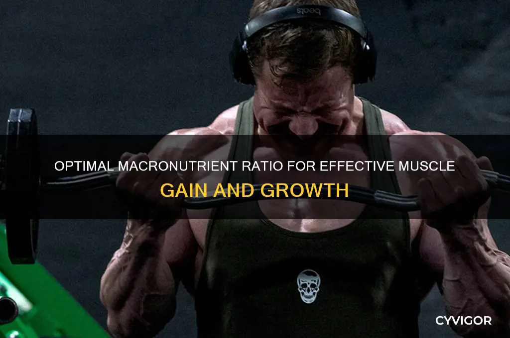 Optimal Macronutrient Ratio For Effective Muscle Gain And Growth | CyVigor