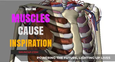 Spine Disorders Linked To Fasciculations And Muscle Atrophy Explained ...
