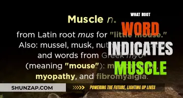 Ribs And Muscles: An Osteopathic Manual Medicine Perspective | CyVigor