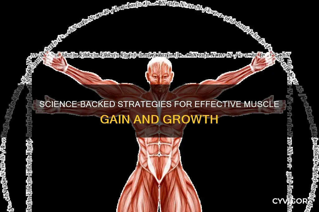 Science-Backed Strategies For Effective Muscle Gain And Growth | CyVigor