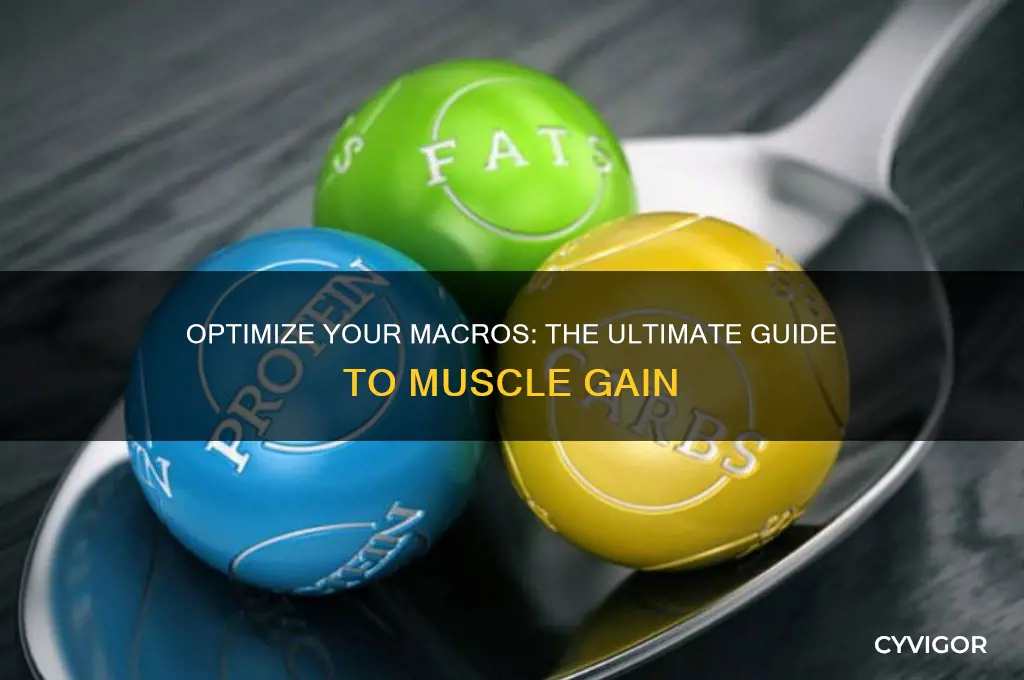 Optimize Your Macros: The Ultimate Guide To Muscle Gain | CyVigor