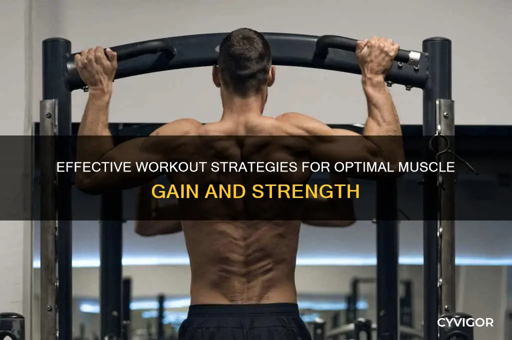 Effective Workout Strategies For Optimal Muscle Gain And Strength | CyVigor