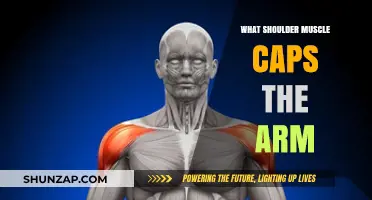 Muscles That Lift Your Arm Overhead: Anatomy And Function Explained ...