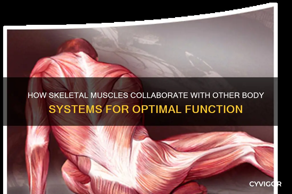 How Skeletal Muscles Collaborate With Other Body Systems For Optimal ...