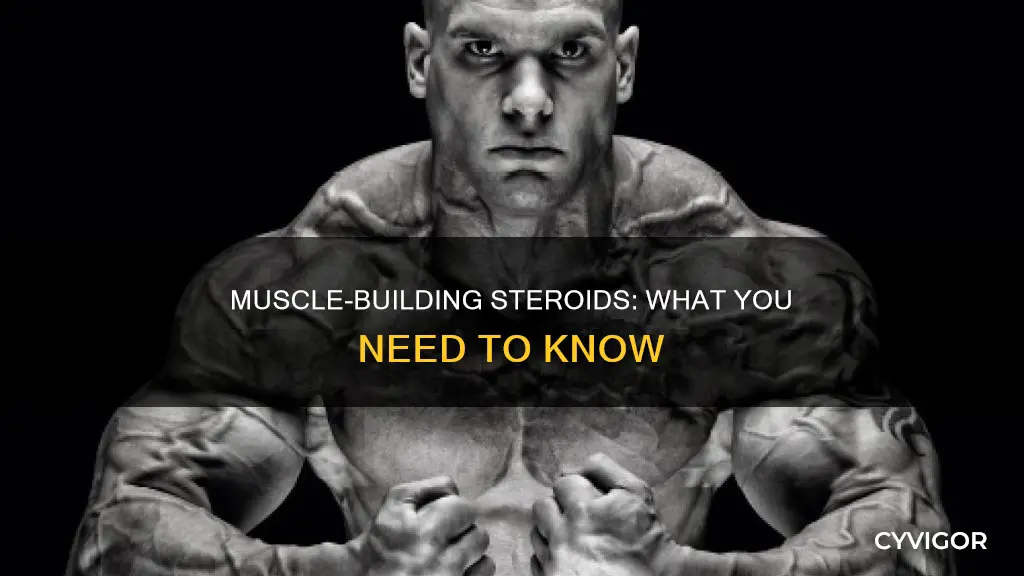 Muscle-Building Steroids: What You Need To Know | CyVigor