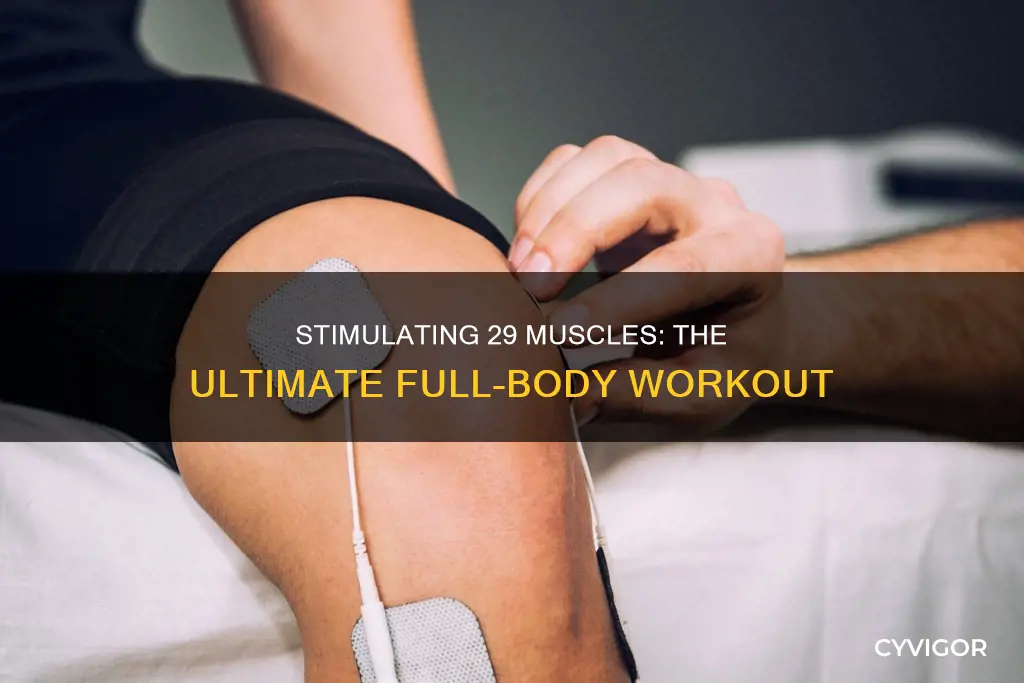 Stimulating 29 Muscles: The Ultimate Full-Body Workout | CyVigor
