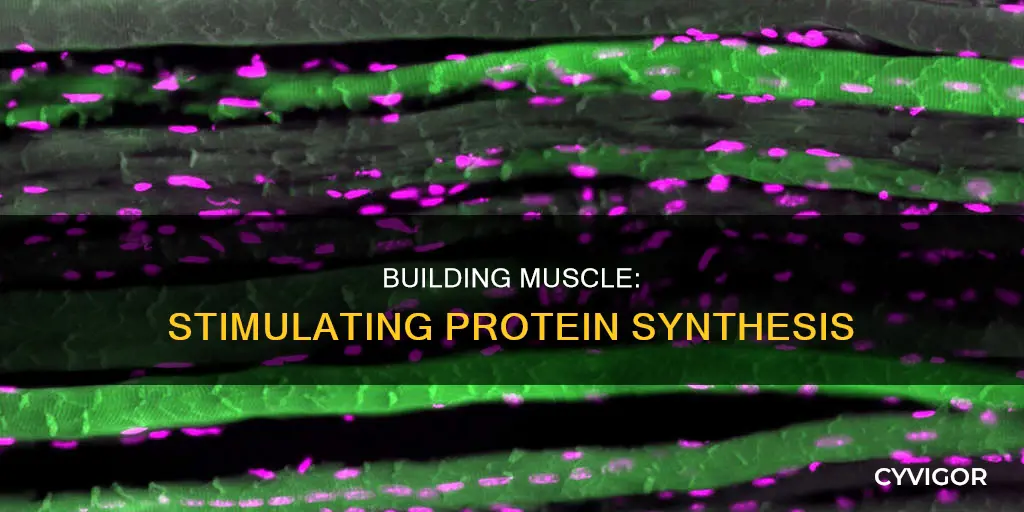 Building Muscle: Stimulating Protein Synthesis | CyVigor