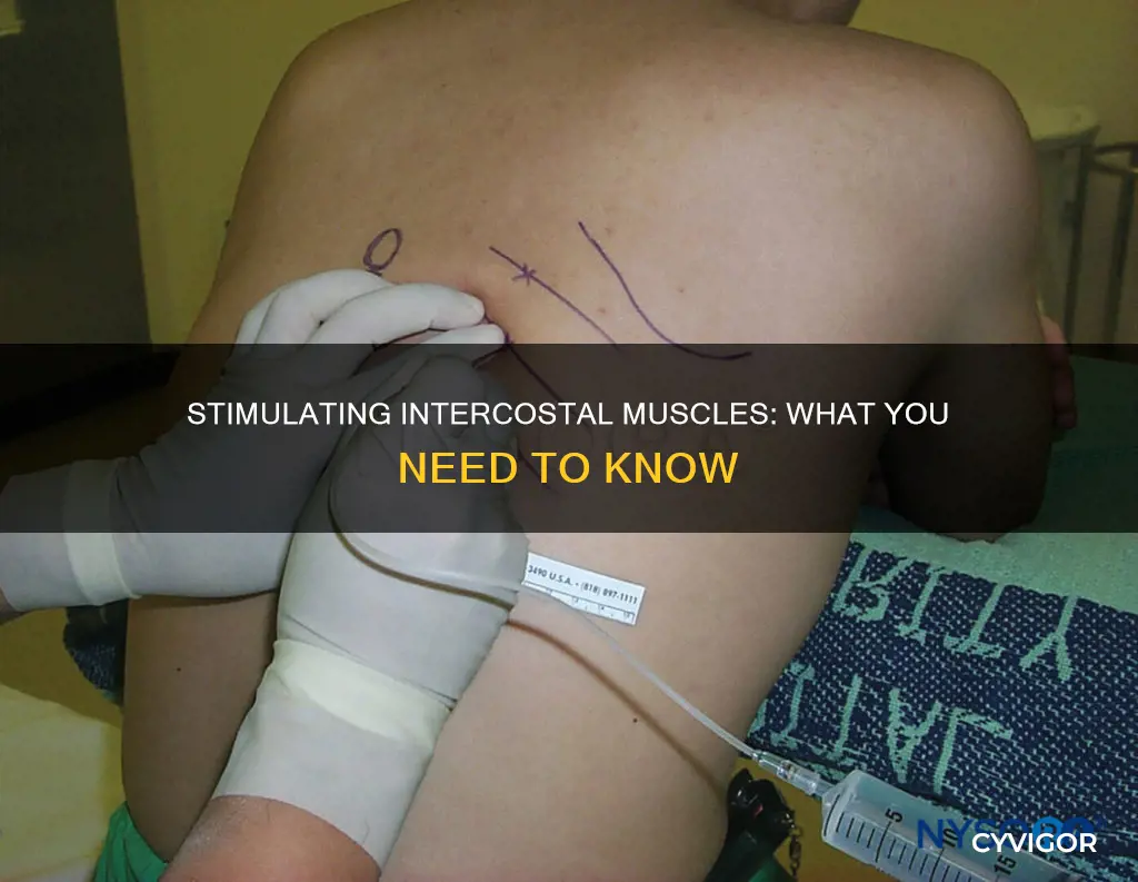Stimulating Intercostal Muscles: What You Need To Know | CyVigor