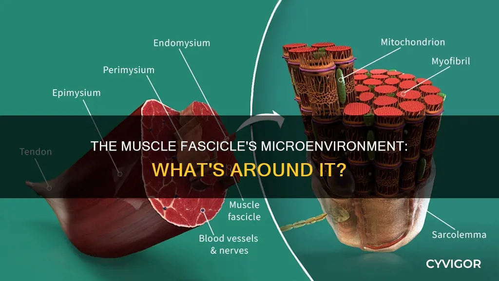 The Muscle Fascicle's Microenvironment: What's Around It? | CyVigor