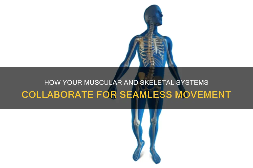 How Your Muscular And Skeletal Systems Collaborate For Seamless ...