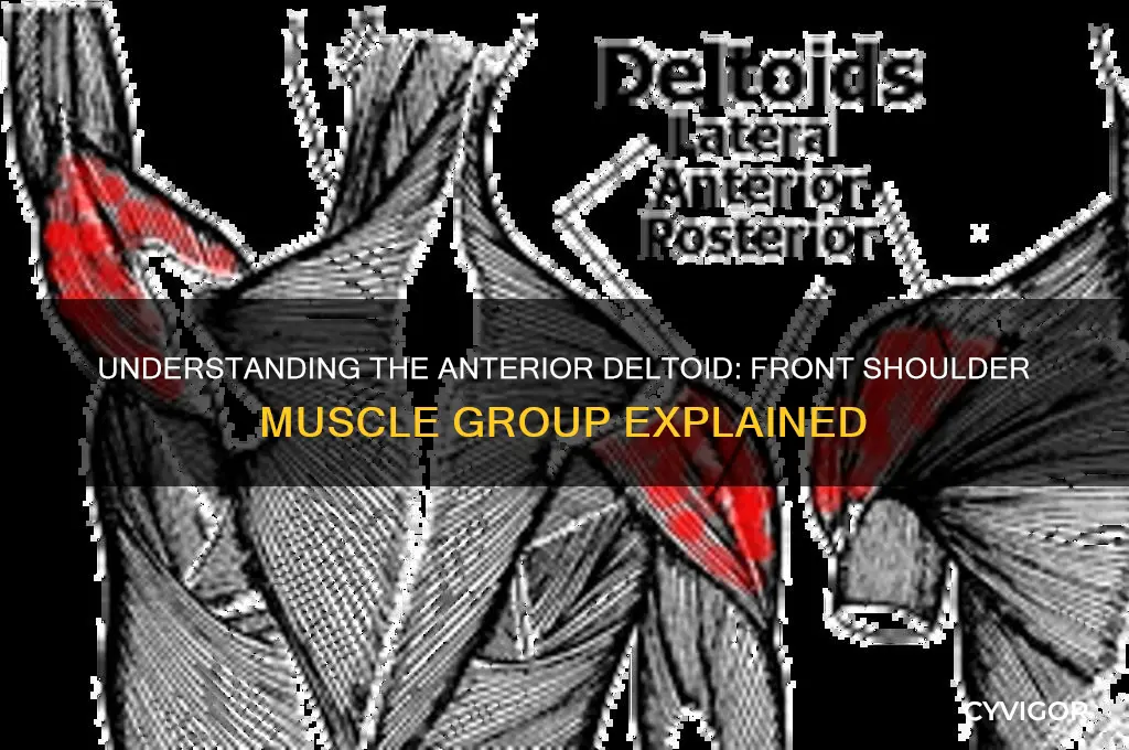 Understanding The Anterior Deltoid: Front Shoulder Muscle Group ...