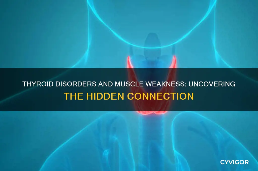 Thyroid Disorders And Muscle Weakness: Uncovering The Hidden Connection ...