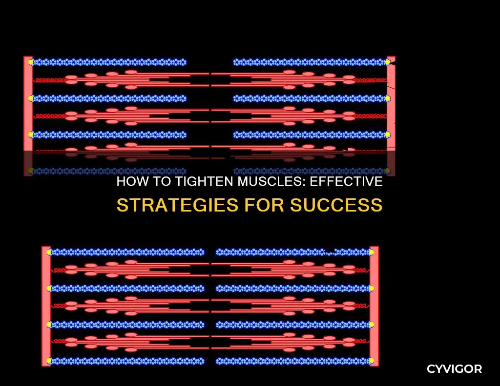 How To Tighten Muscles: Effective Strategies For Success | CyVigor