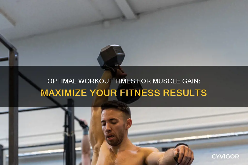 Optimal Workout Times For Muscle Gain: Maximize Your Fitness Results ...