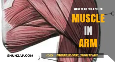 Muscles And Their Names: Origins And Meanings | CyVigor