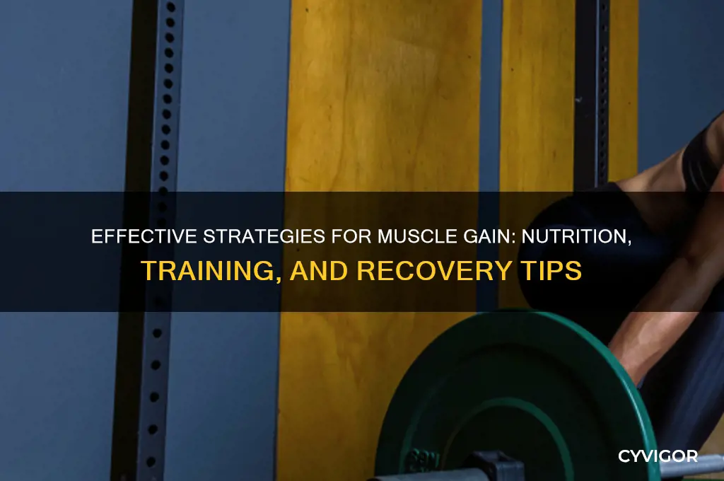Effective Strategies For Muscle Gain: Nutrition, Training, And Recovery ...