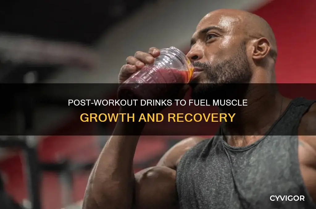 Post-Workout Drinks To Fuel Muscle Growth And Recovery | CyVigor