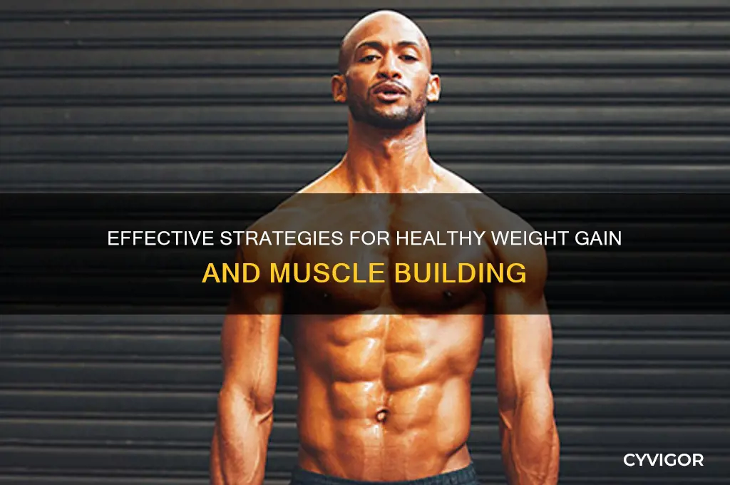 Effective Strategies For Healthy Weight Gain And Muscle Building | CyVigor