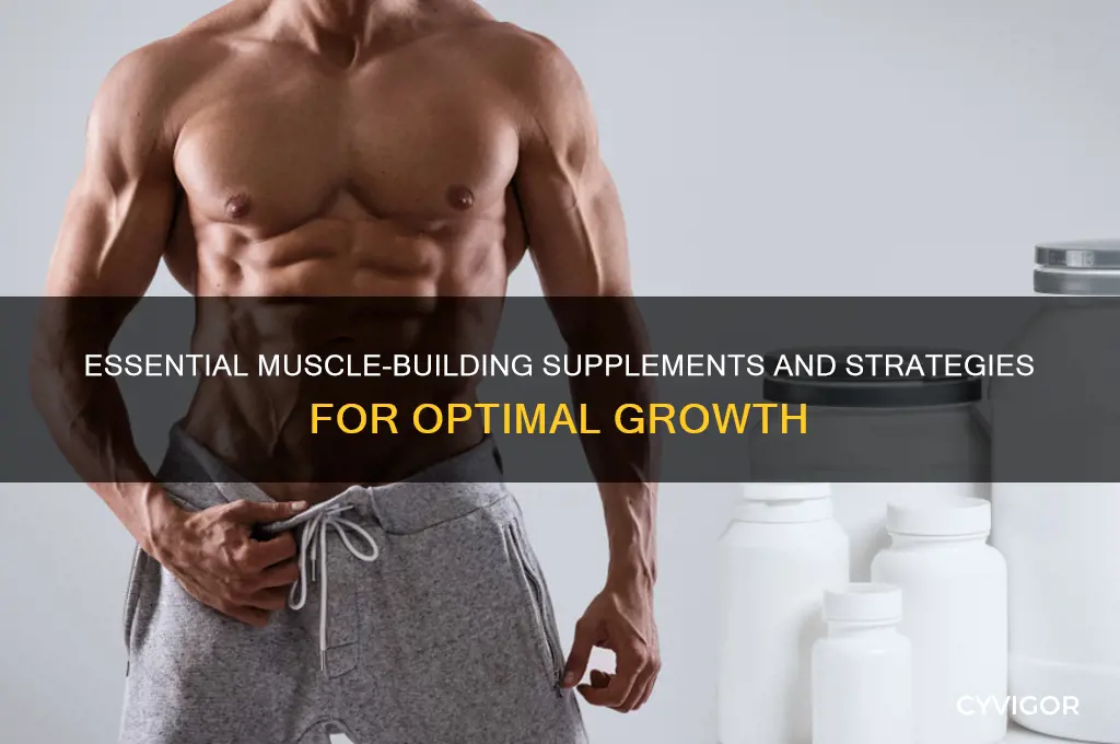 Essential Muscle-Building Supplements And Strategies For Optimal Growth ...
