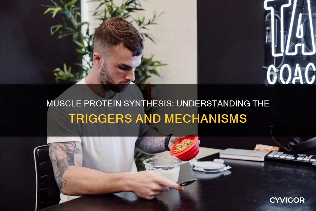 Muscle Protein Synthesis: Understanding The Triggers And Mechanisms ...