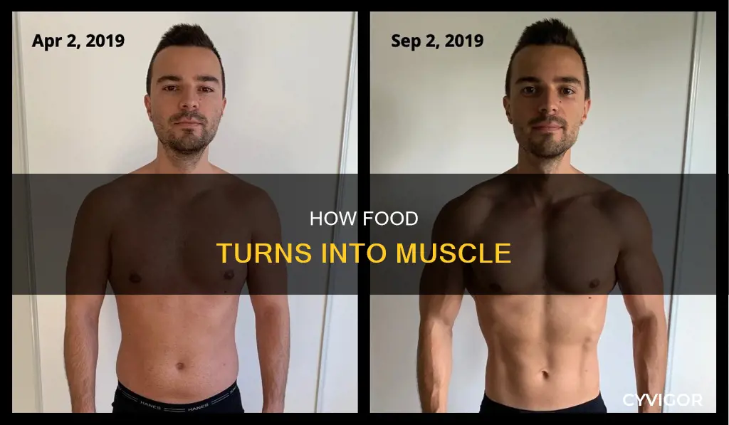 How Food Turns Into Muscle | CyVigor