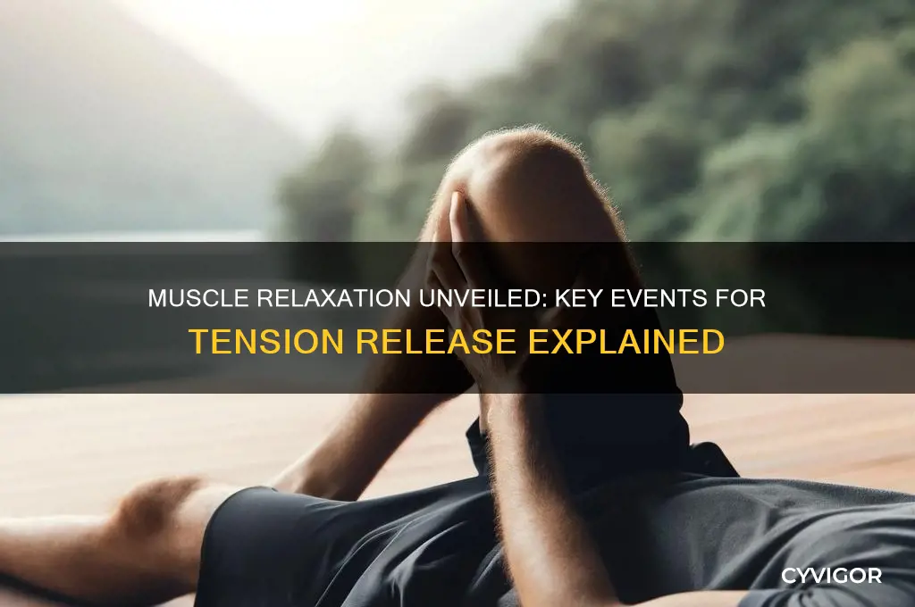 Muscle Relaxation Unveiled: Key Events For Tension Release Explained ...