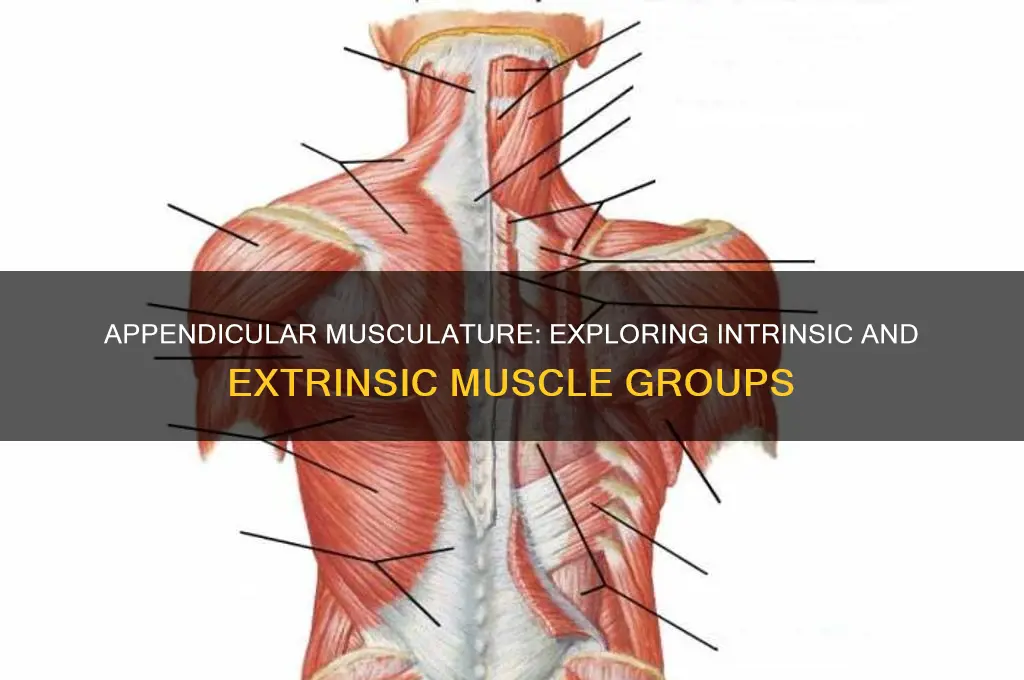 Appendicular Musculature: Exploring Intrinsic And Extrinsic Muscle ...