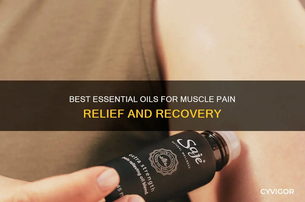 Best Essential Oils For Muscle Pain Relief And Recovery | CyVigor
