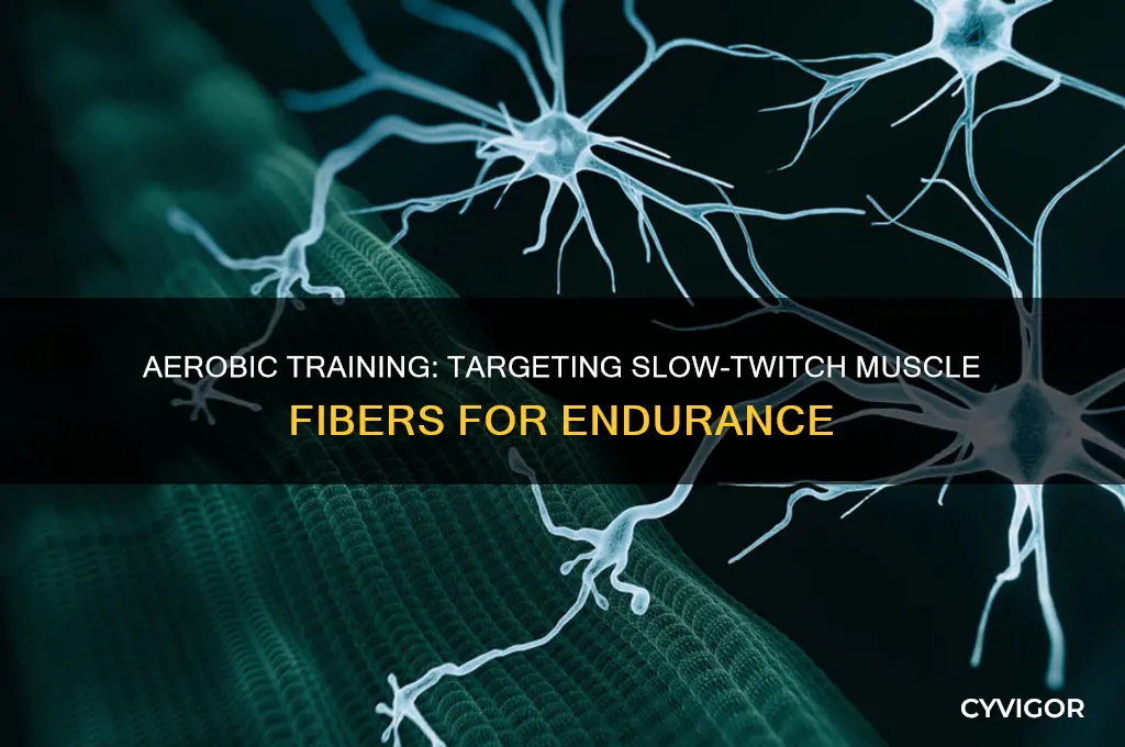 Aerobic Training: Targeting Slow-Twitch Muscle Fibers For Endurance ...