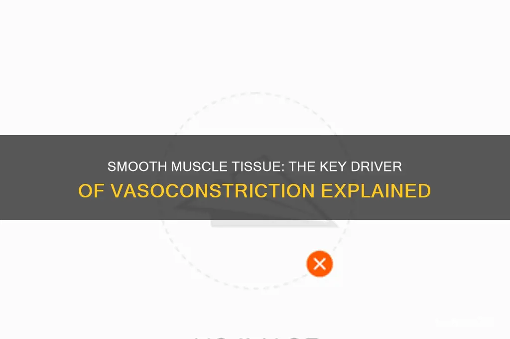Smooth Muscle Tissue: The Key Driver Of Vasoconstriction Explained ...