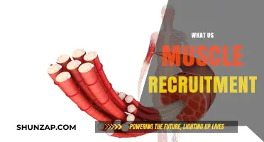 How The Brain Transmits Commands To Muscles | CyVigor
