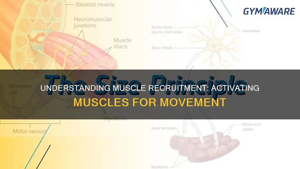 Understanding Muscle Recruitment: Activating Muscles For Movement | CyVigor