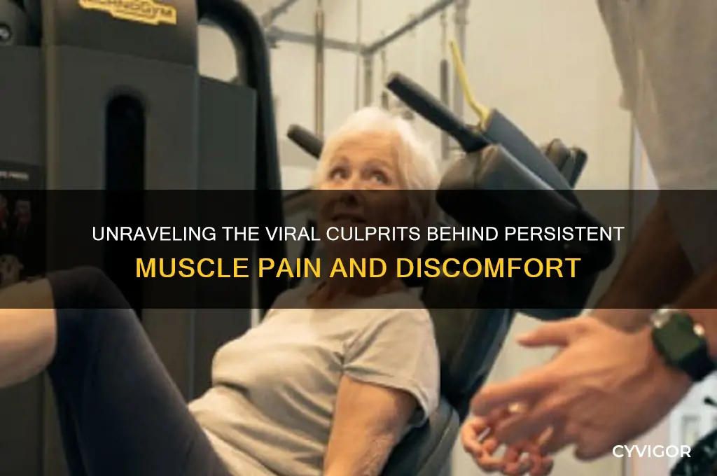 Unraveling The Viral Culprits Behind Persistent Muscle Pain And ...