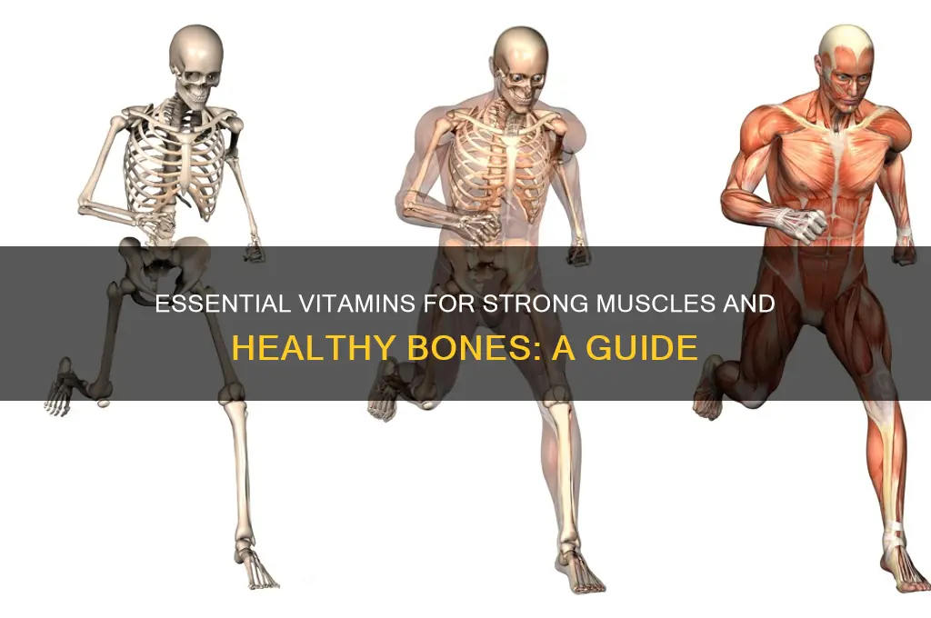 Essential Vitamins For Strong Muscles And Healthy Bones: A Guide | CyVigor