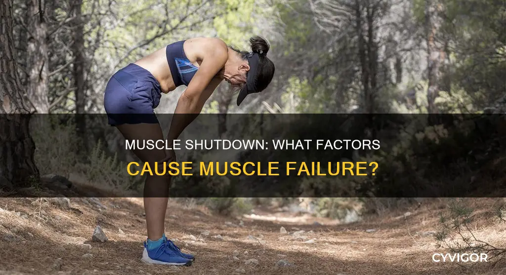 Muscle Shutdown: What Factors Cause Muscle Failure? | CyVigor