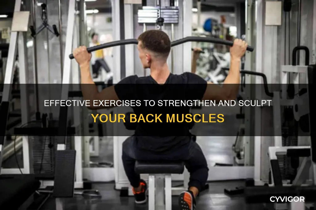 Effective Exercises To Strengthen And Sculpt Your Back Muscles | CyVigor