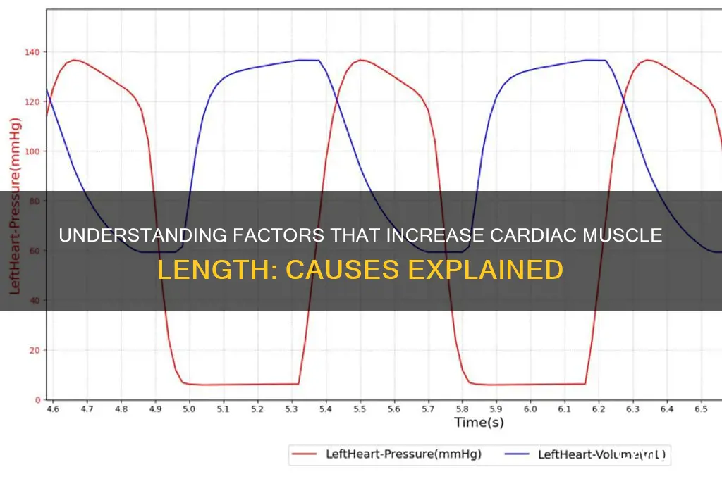 Understanding Factors That Increase Cardiac Muscle Length: Causes ...