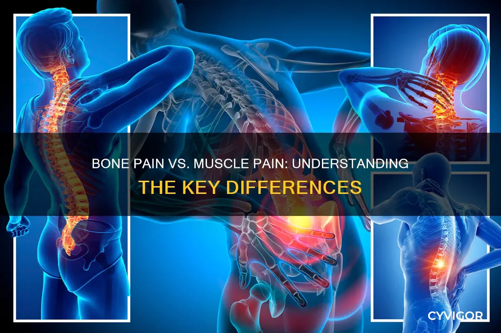 Bone Pain Vs. Muscle Pain: Understanding The Key Differences | CyVigor